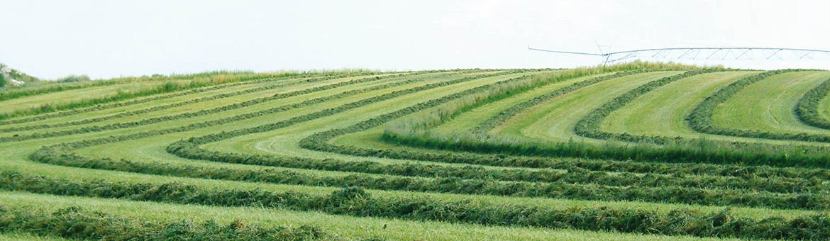 Al Dahra Europe - Suc. Spain